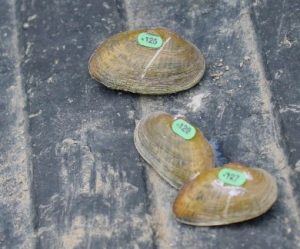 Tennessee's Freshwater Mussel Pearls: The Gems of the Rivers - Harpeth ...